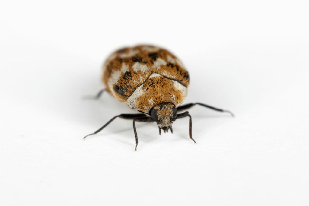 The Cause Of Carpet Bugs (Do You Have These 4 Types Of Creepy Crawlies ...
