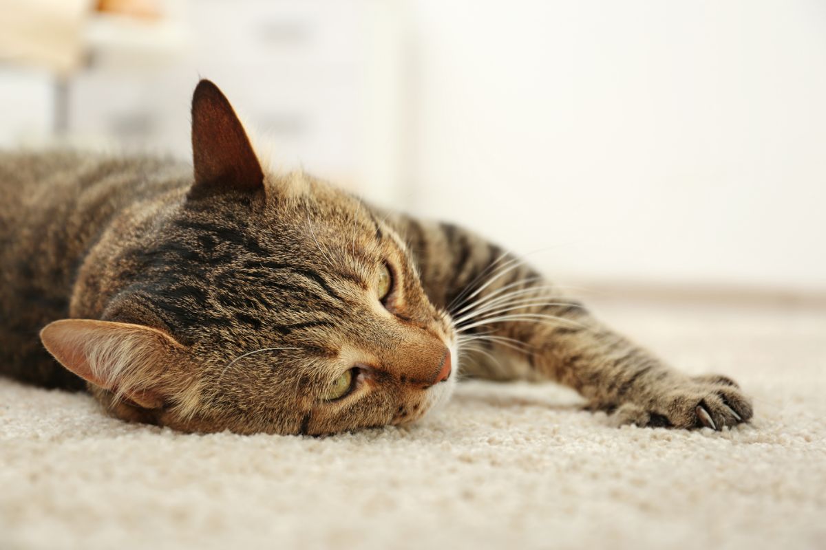 Best Carpet For Cats (4 Types) - Ryalux